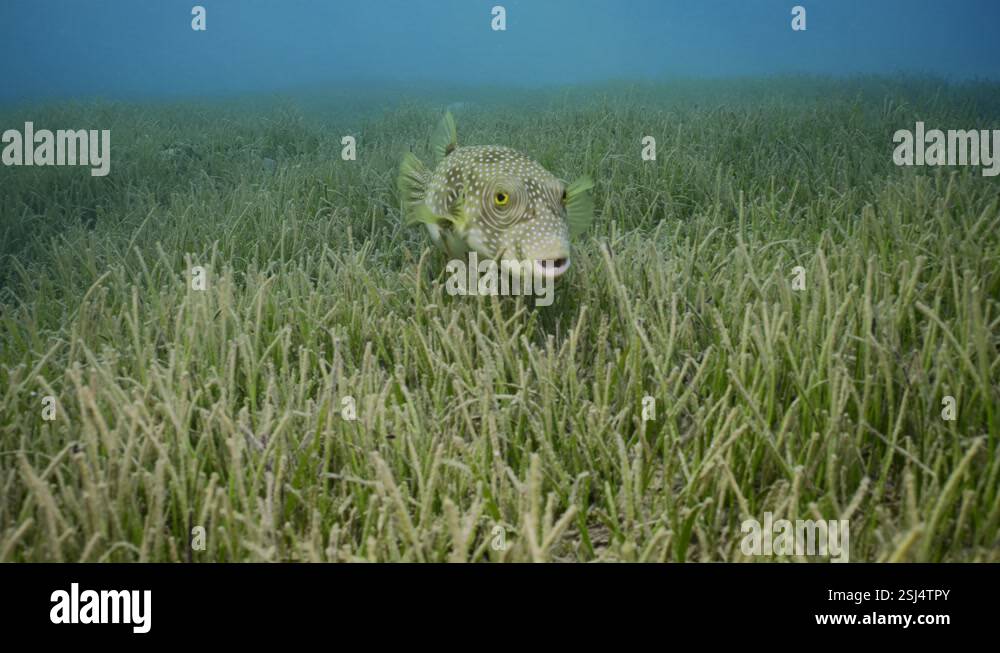 Puffer fish swims over seagrass bed among Round Leaf Sea Grass Stock ...