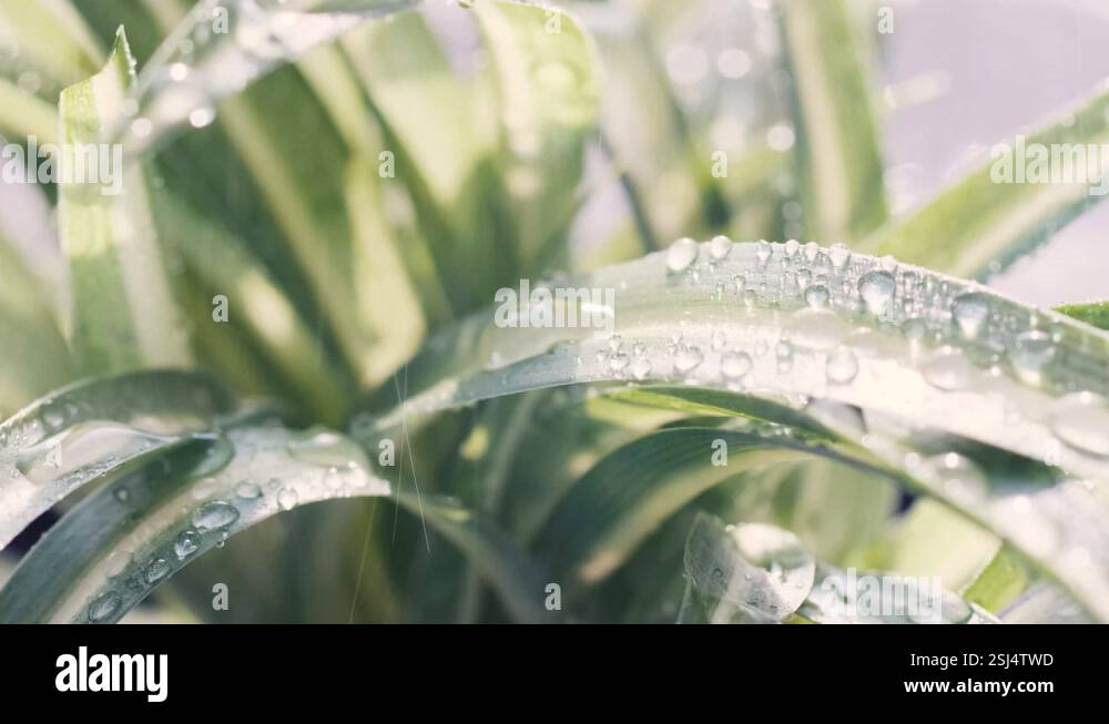 A beautiful zoomed-in video of a green plant being sprayed with water ...