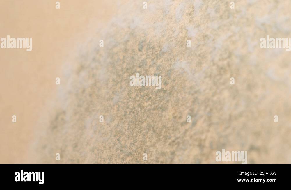 Close-up of mold, fungus on the wall. Rapid reproduction of the fungus ...