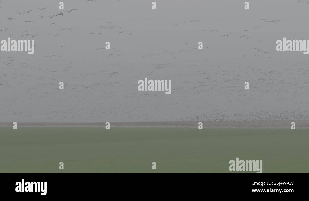Flock of geese in flying over farm fields. Flight with wild birds, with ...