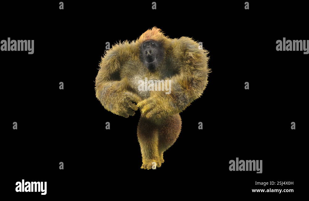 Gorilla Dancing, with Alpha matte Stock Video Footage - Alamy