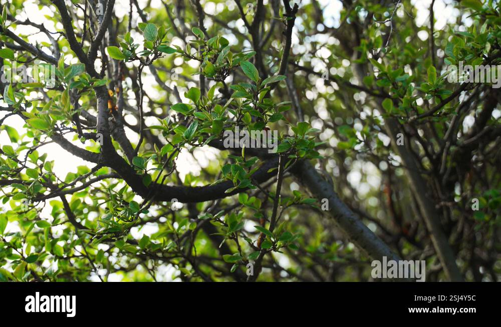 Natural tree leaves . Green leaves background Stock Video Footage - Alamy