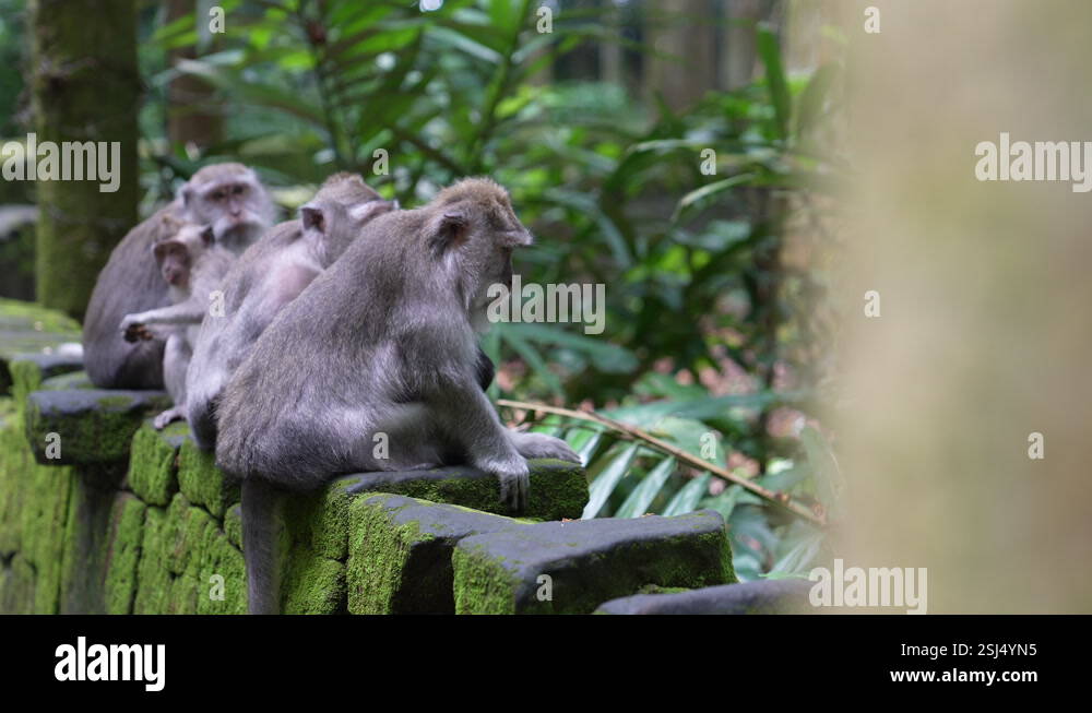Group of Macaque Monkey Sitting on Brick Wall in Protected Nature ...