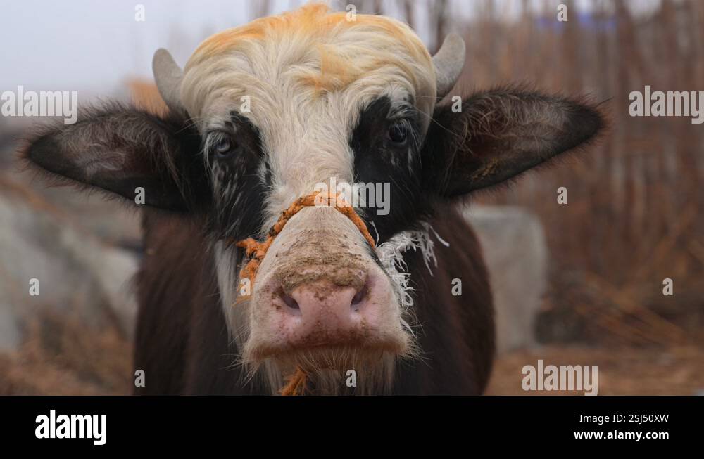 Face of tired old bull at Mesopotamian Marshes, handheld close-up Stock ...