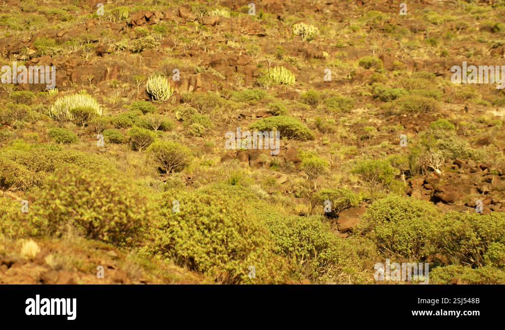 Dry landscape of Tenerife on heat season, tilt up view Stock Video ...