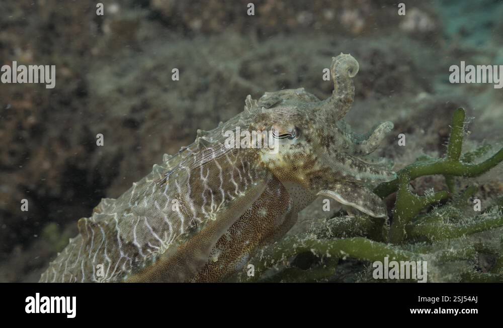 A marine researcher scuba diving studies a cuttlefish in its natural ...