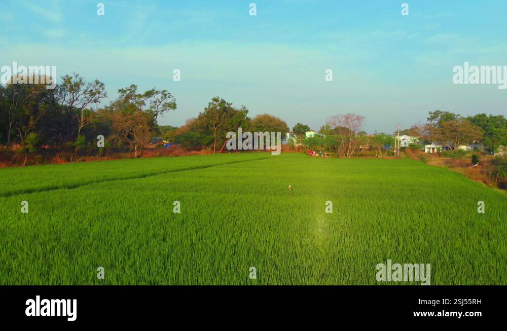 A zoom shot of a lush green paddy fields in the southern part of India ...