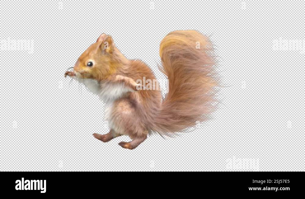 Squirrel Dance on Transparent background. Animal realistic CGI VFX, Animation Stock Video ...