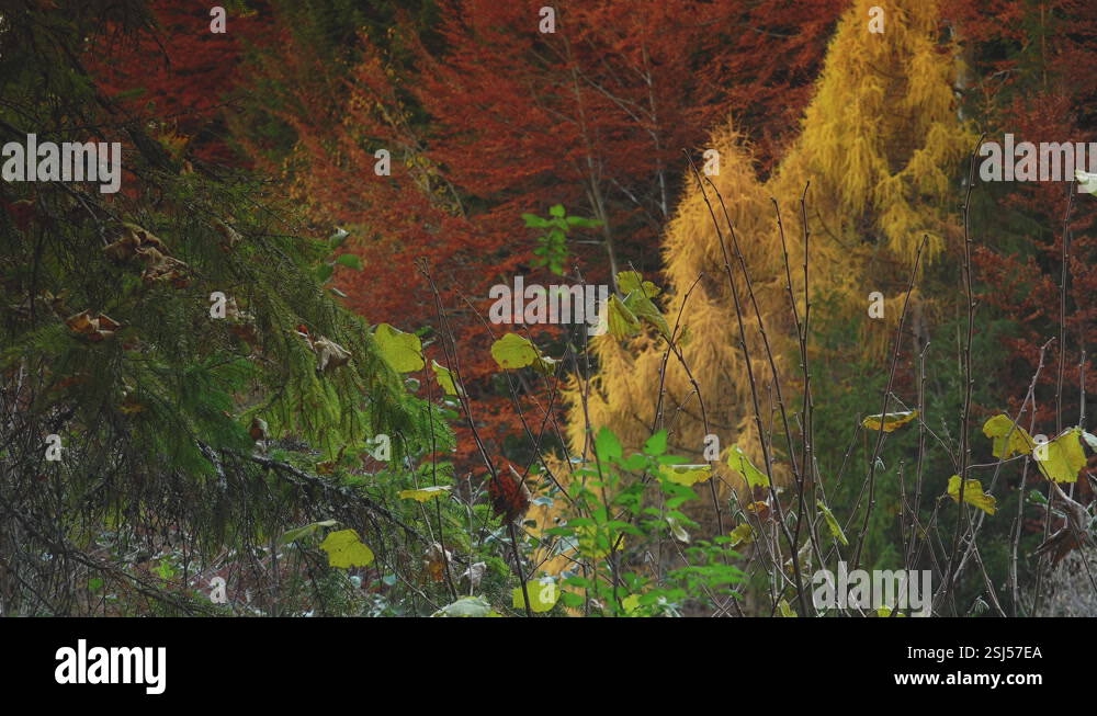 The Forested Landscapes Of Autumn Define Themselves Stock Video Footage ...