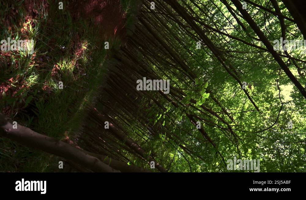Spinning woodland background shot with tall trees and a red trail path ...