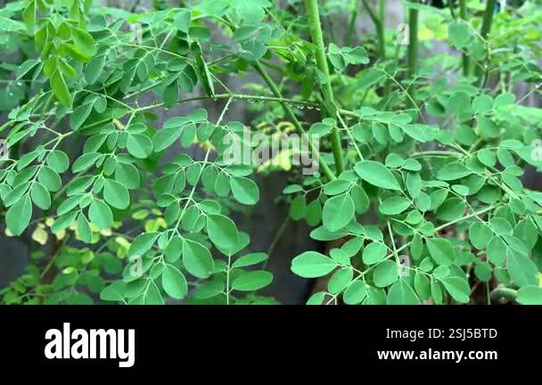 Moringa oleifera tree Stock Videos & Footage - HD and 4K Video Clips ...