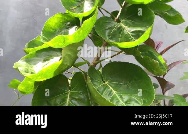Polyscias scutellaria or The Shield Aralia or Plum Aralia (Polyscias ...