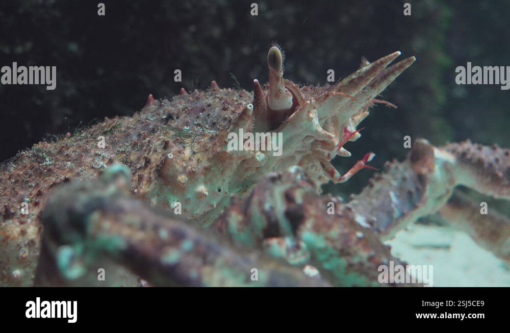 A Japanese Spider Crab Brings Its Cheliped To Its Mouth, Reduce Noise ...