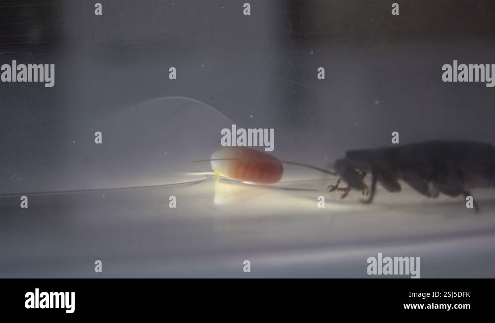 Giant Cockroach Just Dropped A Red Capsule With Baby Cockroaches Stock ...