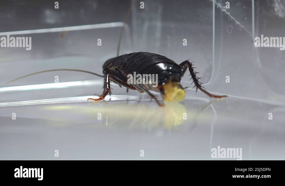 Giant Cockroach Just Dropped A Red Capsule With Baby Cockroaches Stock ...