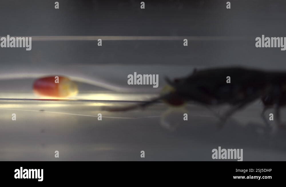 Giant Cockroach Just Dropped A Red Capsule With Baby Cockroaches Stock ...