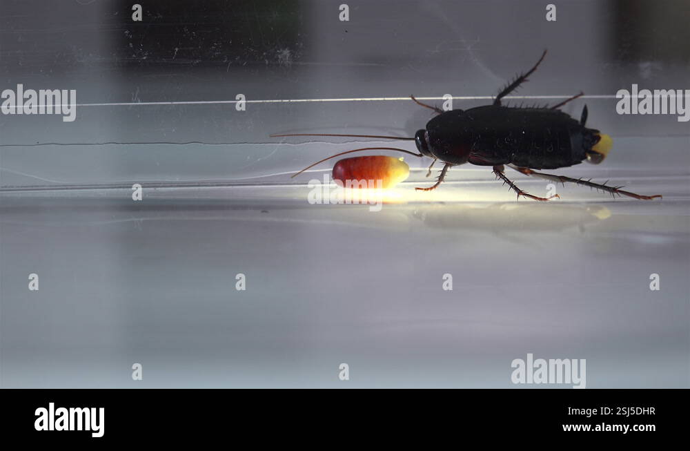 Giant Cockroach Just Dropped A Red Capsule With Baby Cockroaches Stock ...