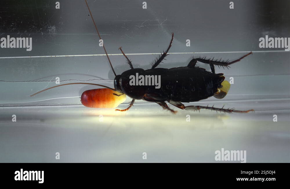 Giant Cockroach Just Dropped A Red Capsule With Baby Cockroaches Stock ...