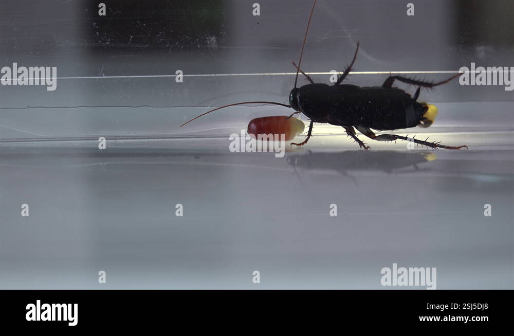 Giant Cockroach Just Dropped A Red Capsule With Baby Cockroaches Stock ...