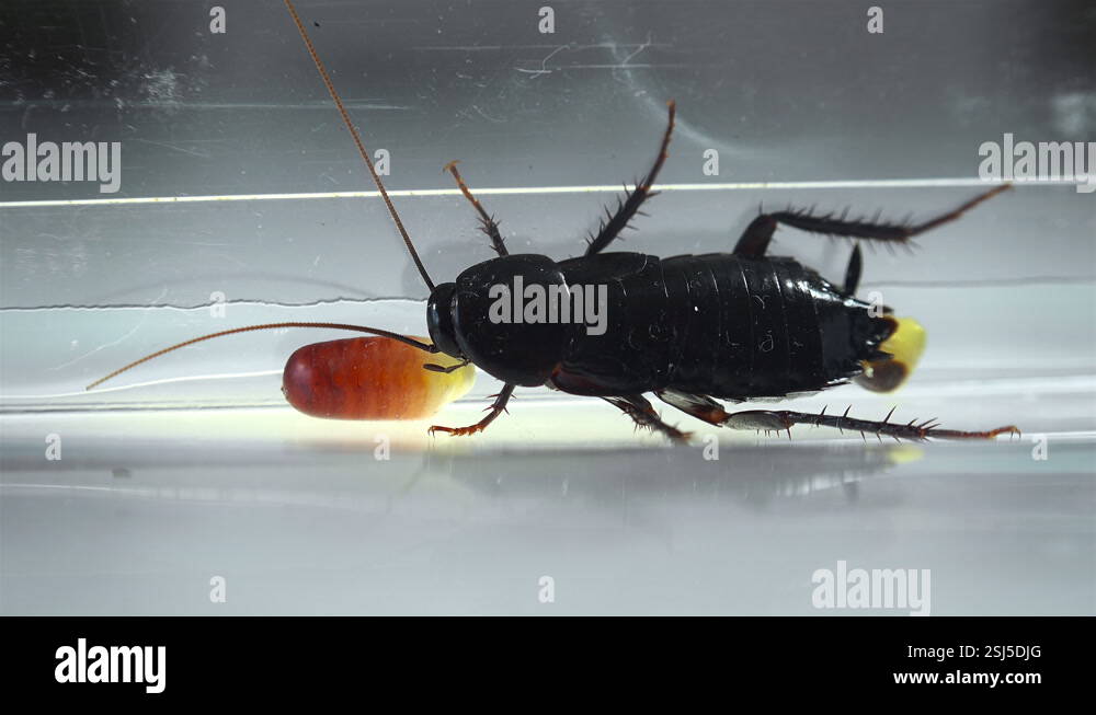 Giant Cockroach Just Dropped A Red Capsule With Baby Cockroaches Stock ...