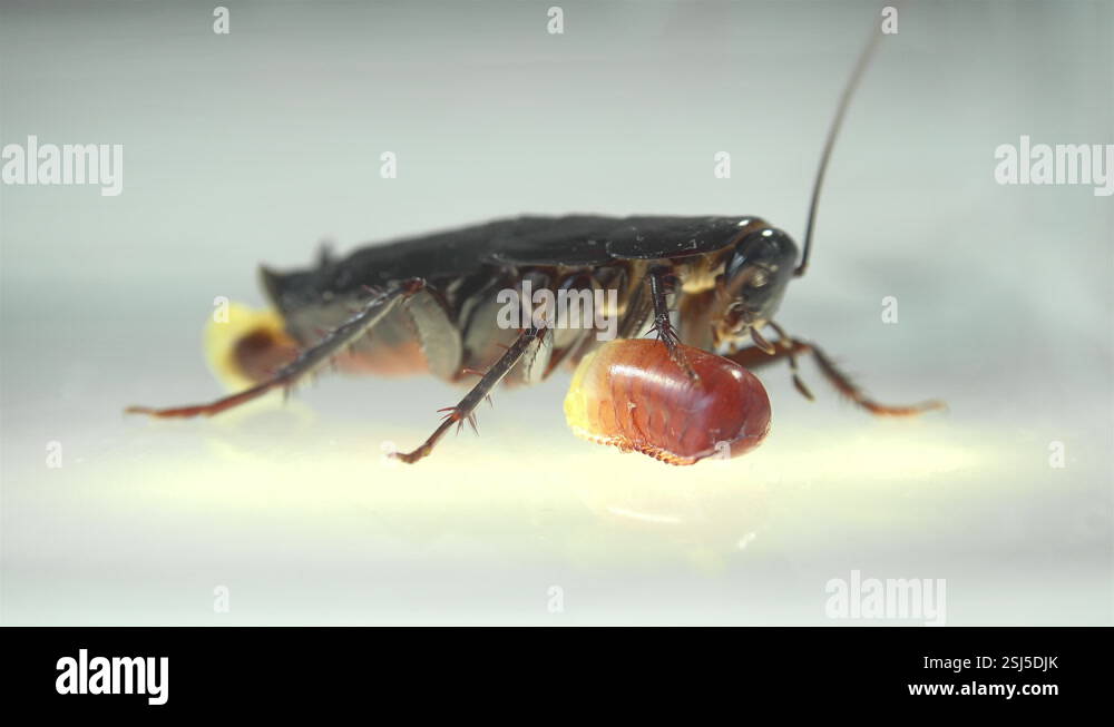 Giant Cockroach Just Dropped A Red Capsule With Baby Cockroaches Stock ...