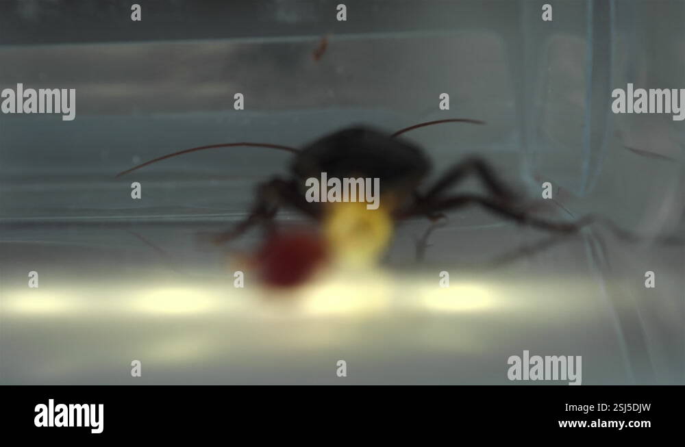 Giant Cockroach Just Dropped A Red Capsule With Baby Cockroaches Stock ...