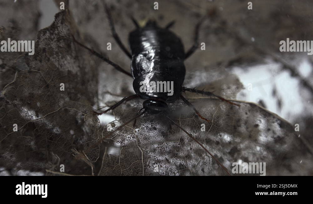 Giant Cockroach Just Dropped A Red Capsule With Baby Cockroaches Stock ...