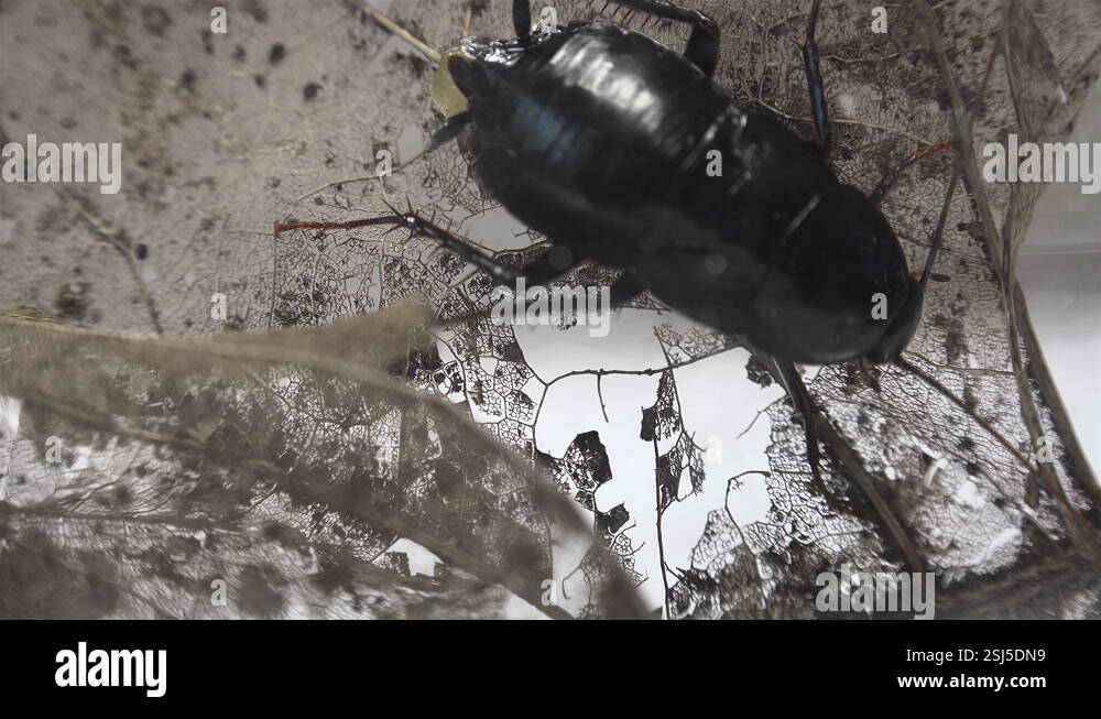 Giant Cockroach Just Dropped A Red Capsule With Baby Cockroaches Stock ...