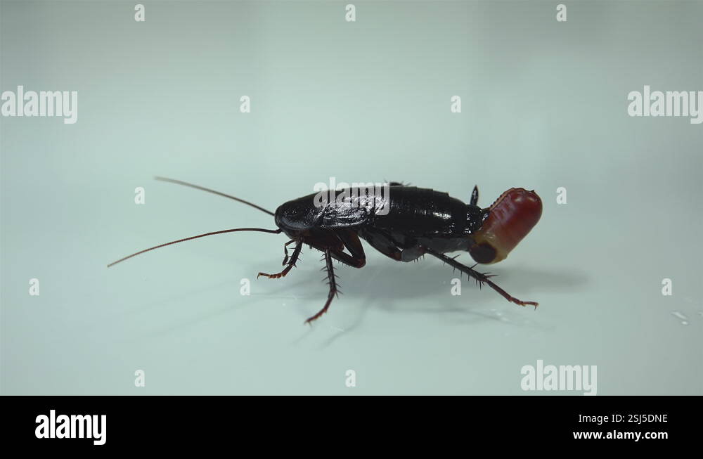 Giant Cockroach Just Dropped A Red Capsule With Baby Cockroaches Stock ...