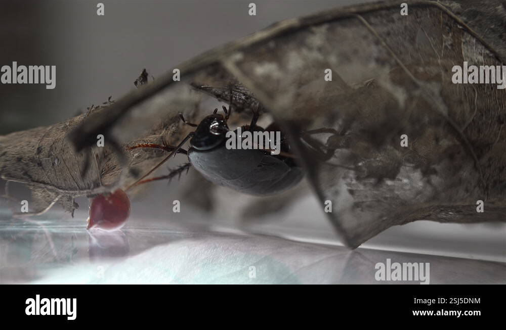 Giant Cockroach Just Dropped A Red Capsule With Baby Cockroaches Stock ...