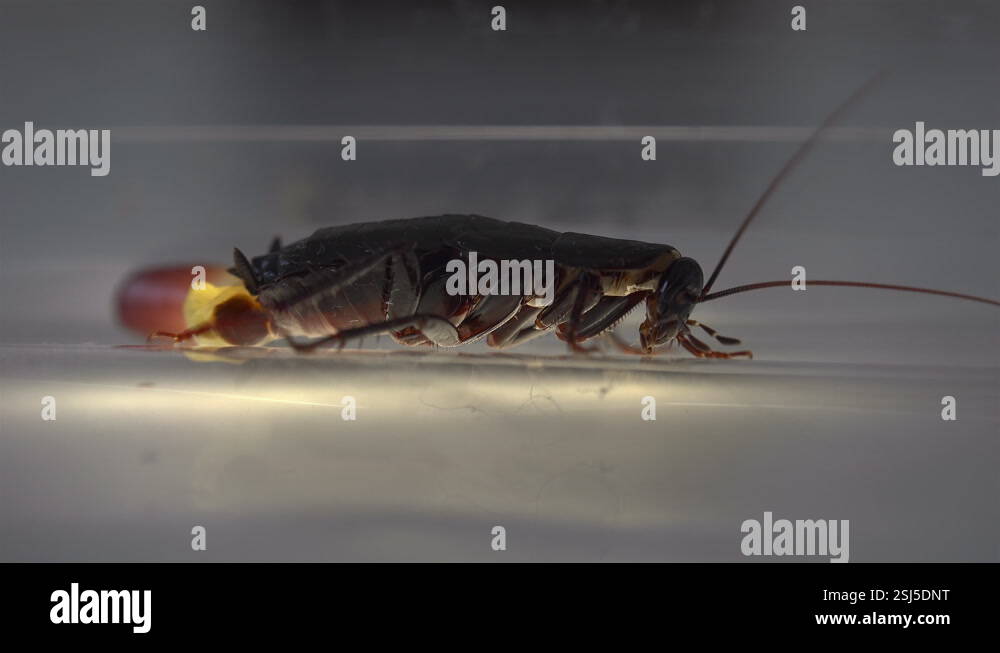 Giant Cockroach Just Dropped A Red Capsule With Baby Cockroaches Stock ...