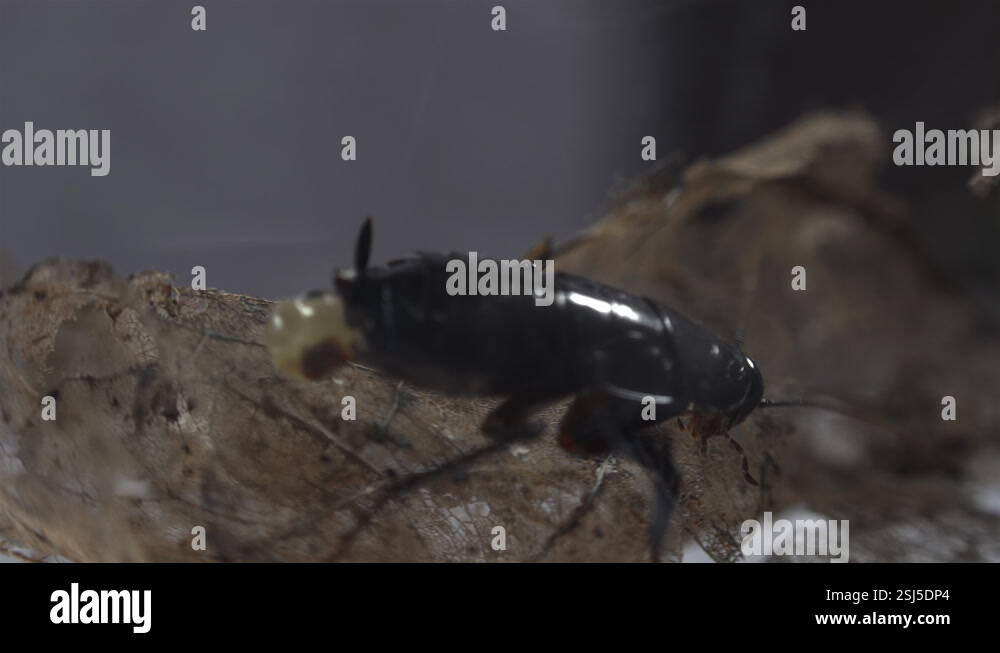 Giant Cockroach Just Dropped A Red Capsule With Baby Cockroaches Stock ...