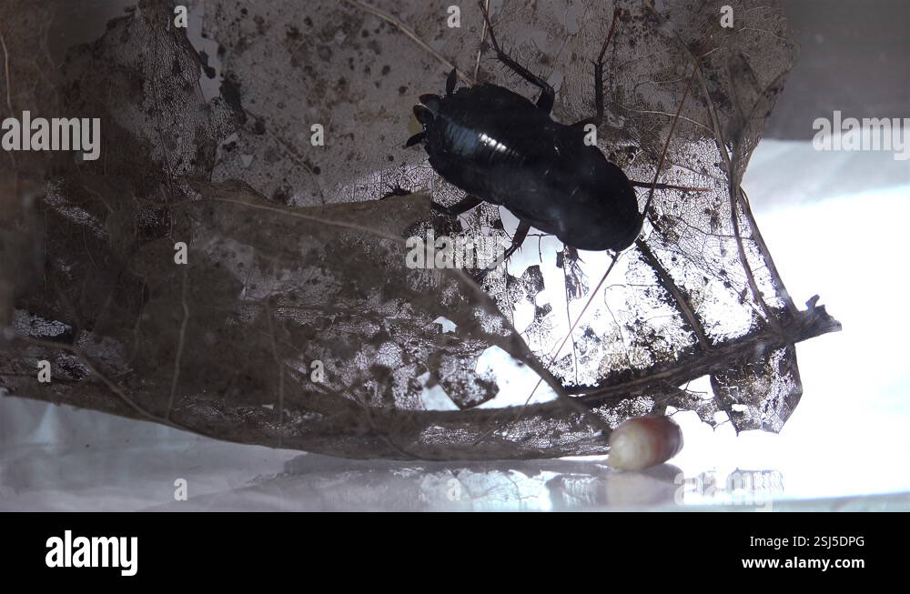 Giant Cockroach Just Dropped A Red Capsule With Baby Cockroaches Stock ...