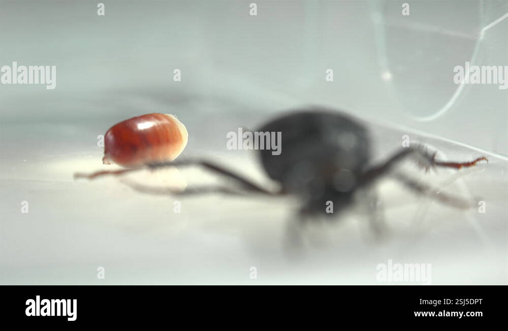 Giant Cockroach Just Dropped A Red Capsule With Baby Cockroaches Stock ...