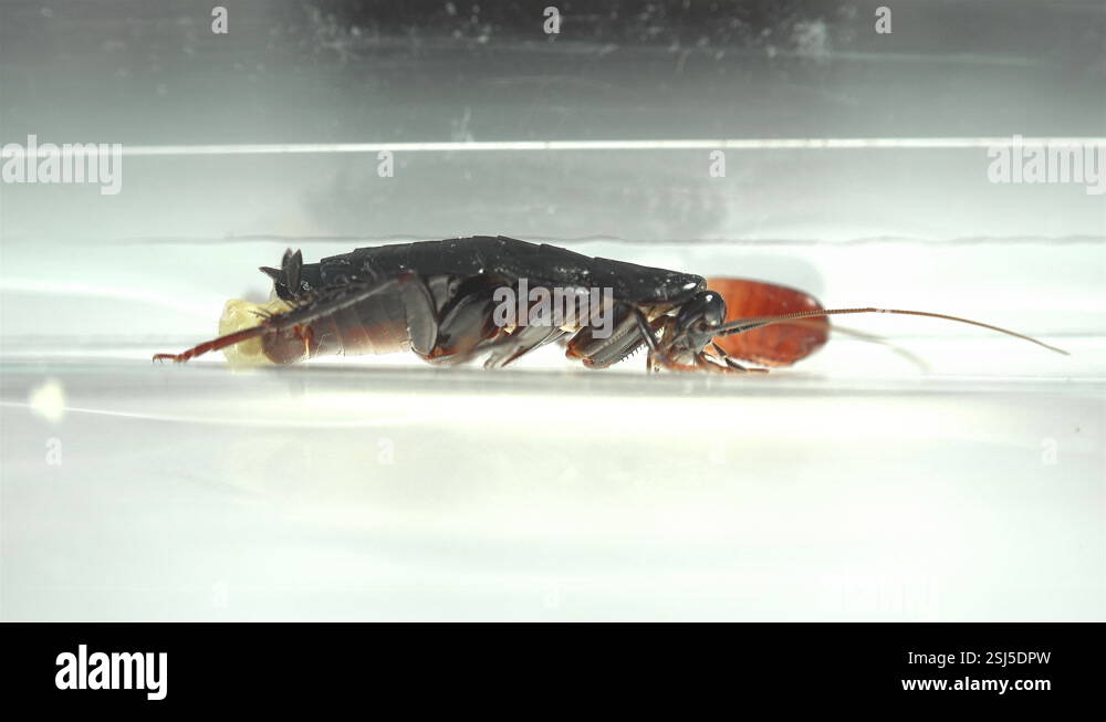 Giant Cockroach Just Dropped A Red Capsule With Baby Cockroaches Stock ...