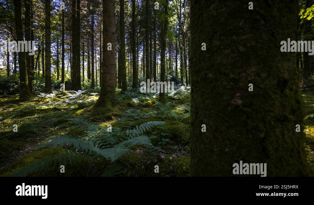 Panorama motion timelapse of light entering mixed forest of conifers ...