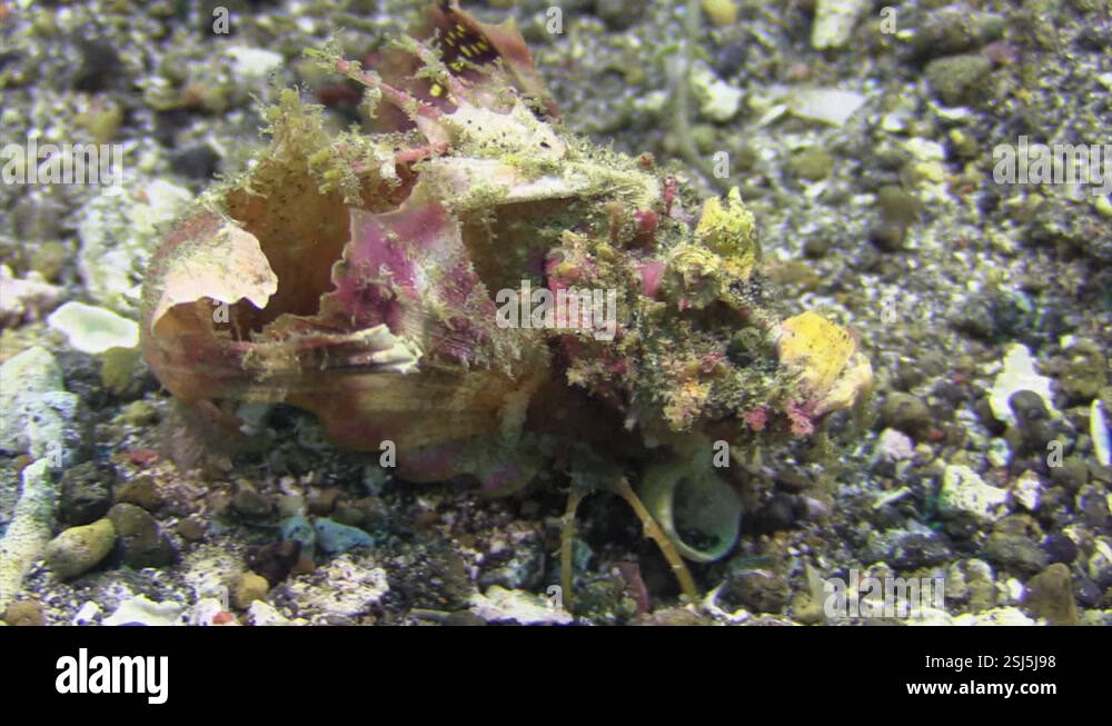 Spiny devilfish walks left to right over ground using claw-like ...