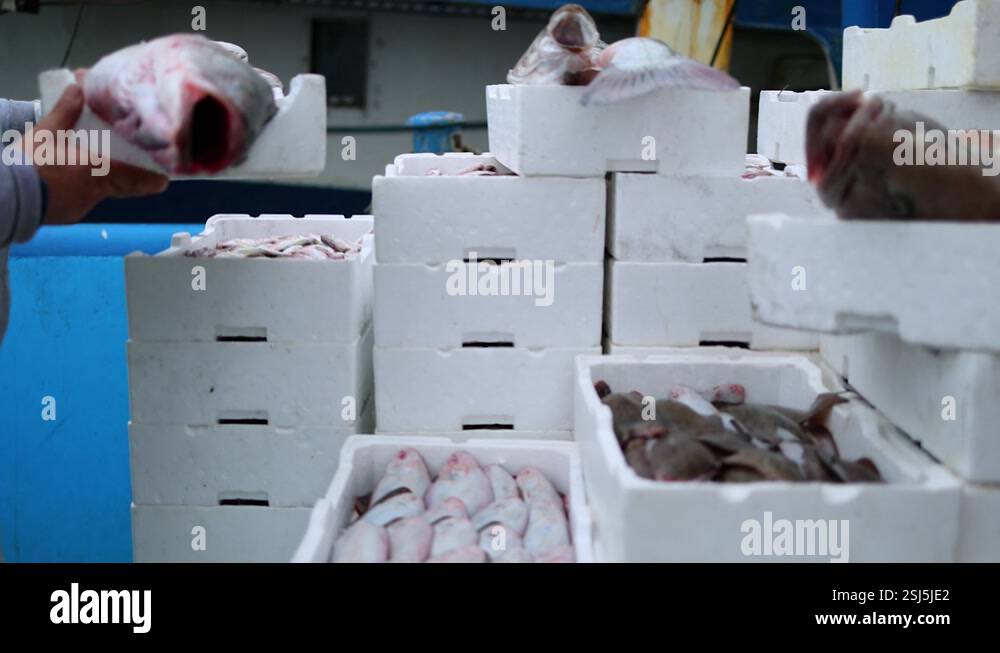 Fisherman in yellow jacket hands off large frozen fish in styrofoam ...