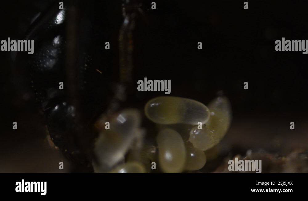 larvae and eggs with queen ant, Lasius sp., artificial anthill Stock ...