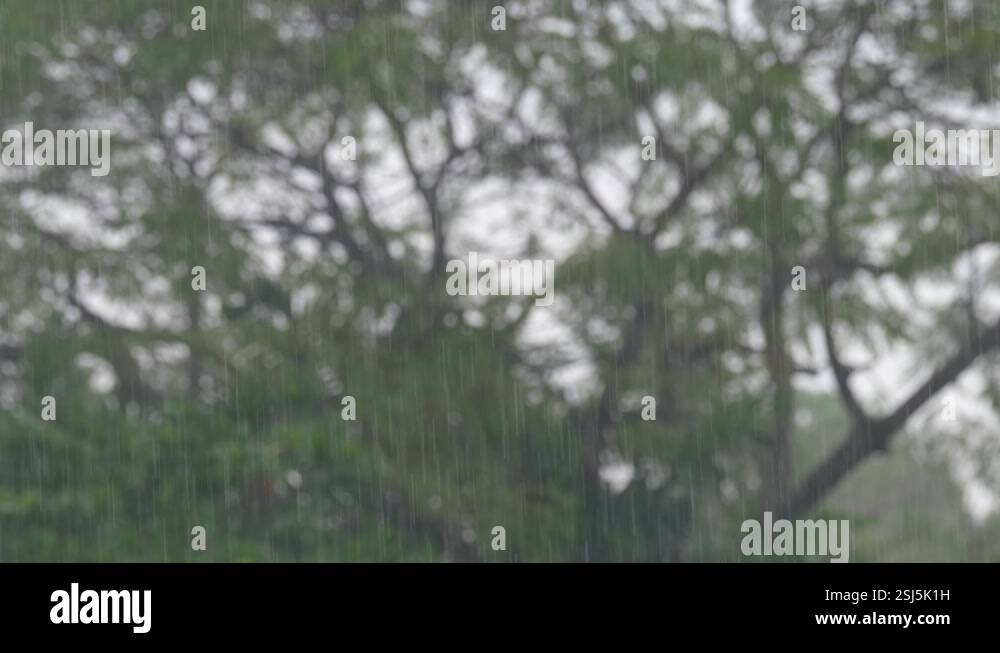Rain pouring in the forest with trees at the background during the ...