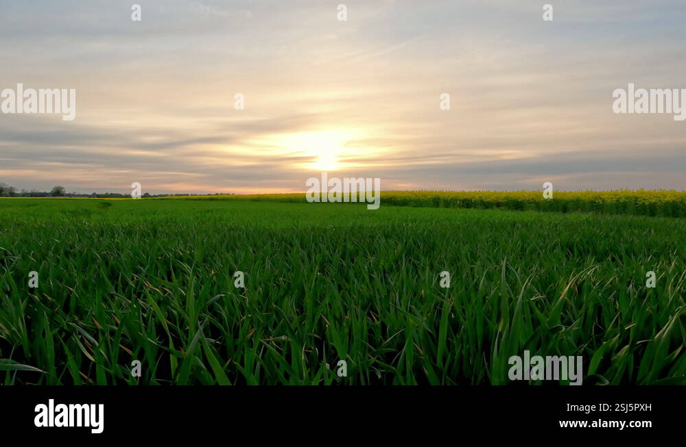 Sun setting down over growing crops in agriculture field, aerial drone ...