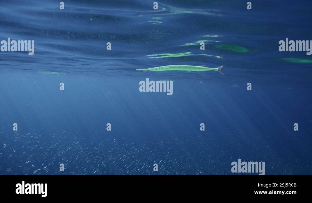 Sea pike swims under surface of blue water in sunburst Stock Video ...