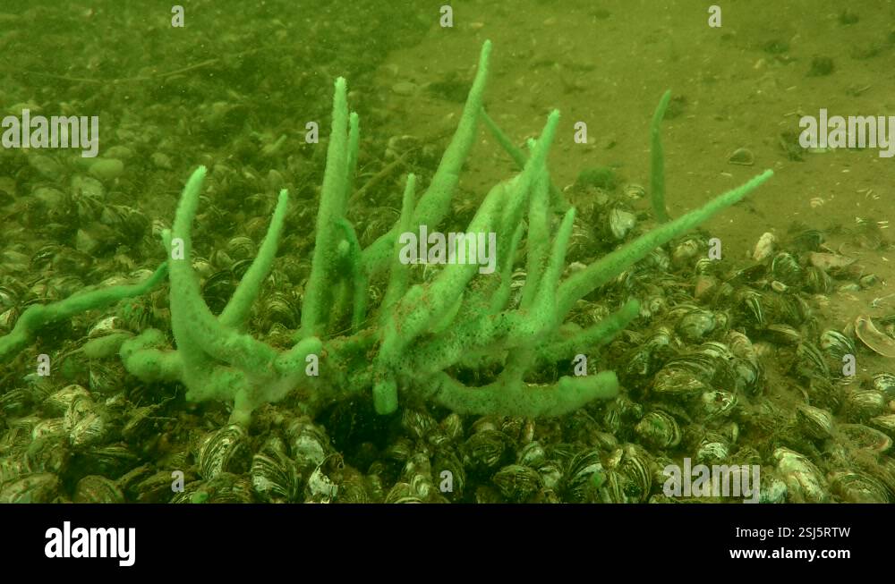 Freshwater sponge (Spongilla lacustris) on the bottom of the river ...