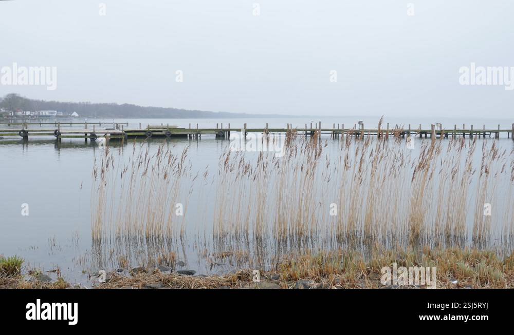 Pierced through tall grass. Fog over water and piercing. 4K Stock Video ...