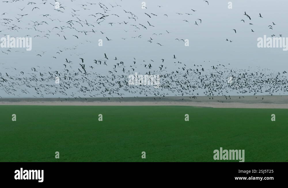 Flock of geese in flying over farm fields. Flight with wild birds, with ...