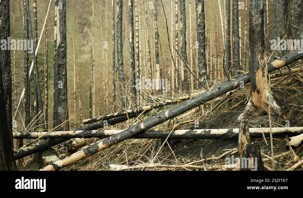 Forest fire after flame spruce wild drought dry black earth ground ...