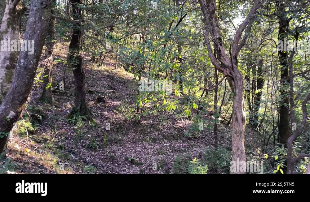 Slow Panning Shot of a Dense Forest in India with Dried Leaves on the ...