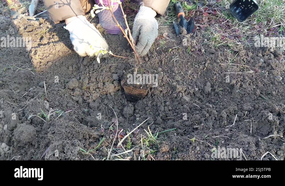 Planting shrubs and trees in the country in the sp Stock Video Footage ...