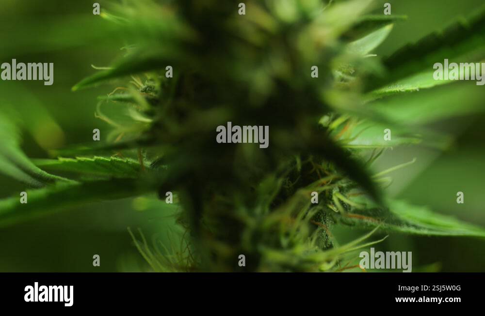 4K Cinematic close up macro footage of weed flowers and leaves on Stock ...