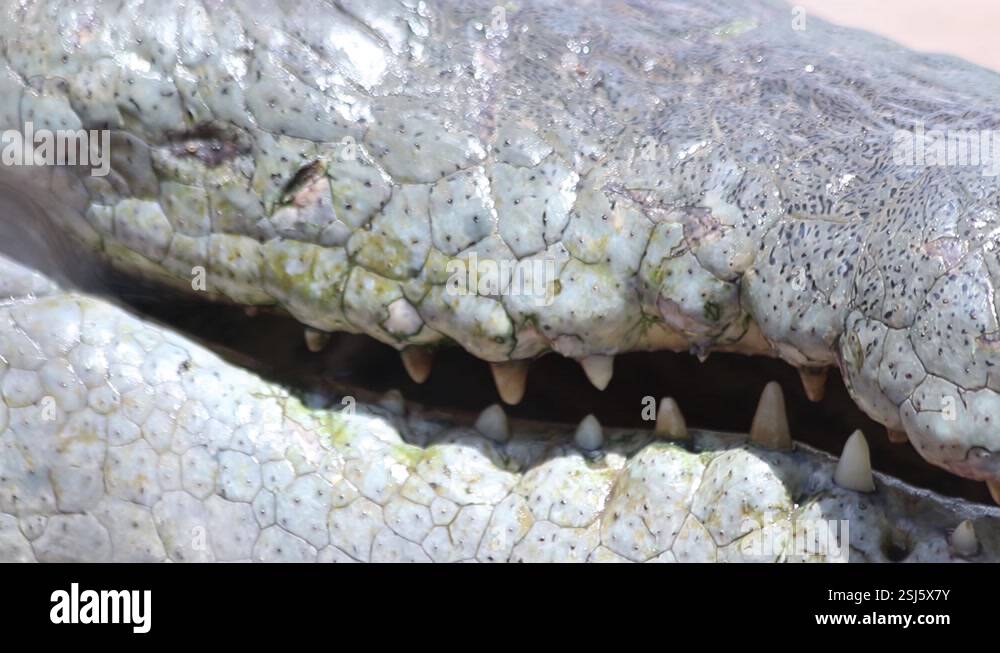 Close up of the pointed-toothed mouth and head of a huge Nile crocodile ...